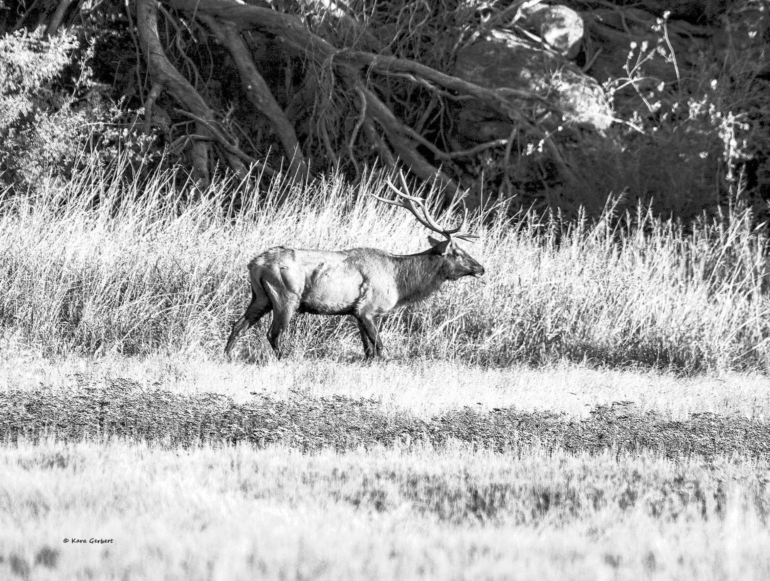 Animal population still struggles with drought but benefits from spring ...